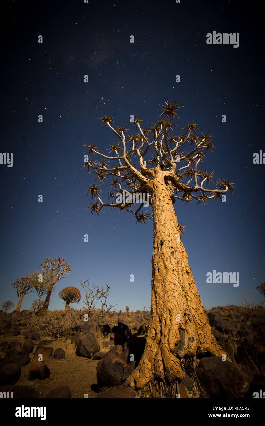 Quiver Tree Forest is a tourist attraction near Keetmanschoop, Namibia ...