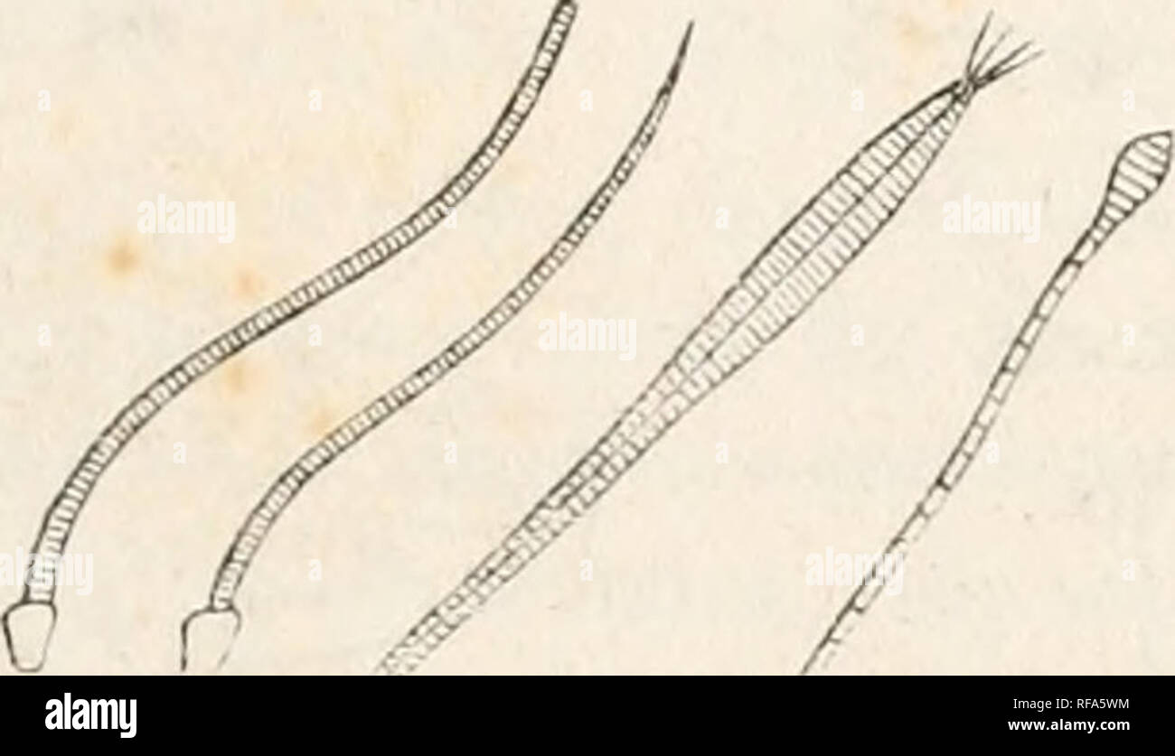 10 feelers hi-res stock photography and images - Alamy