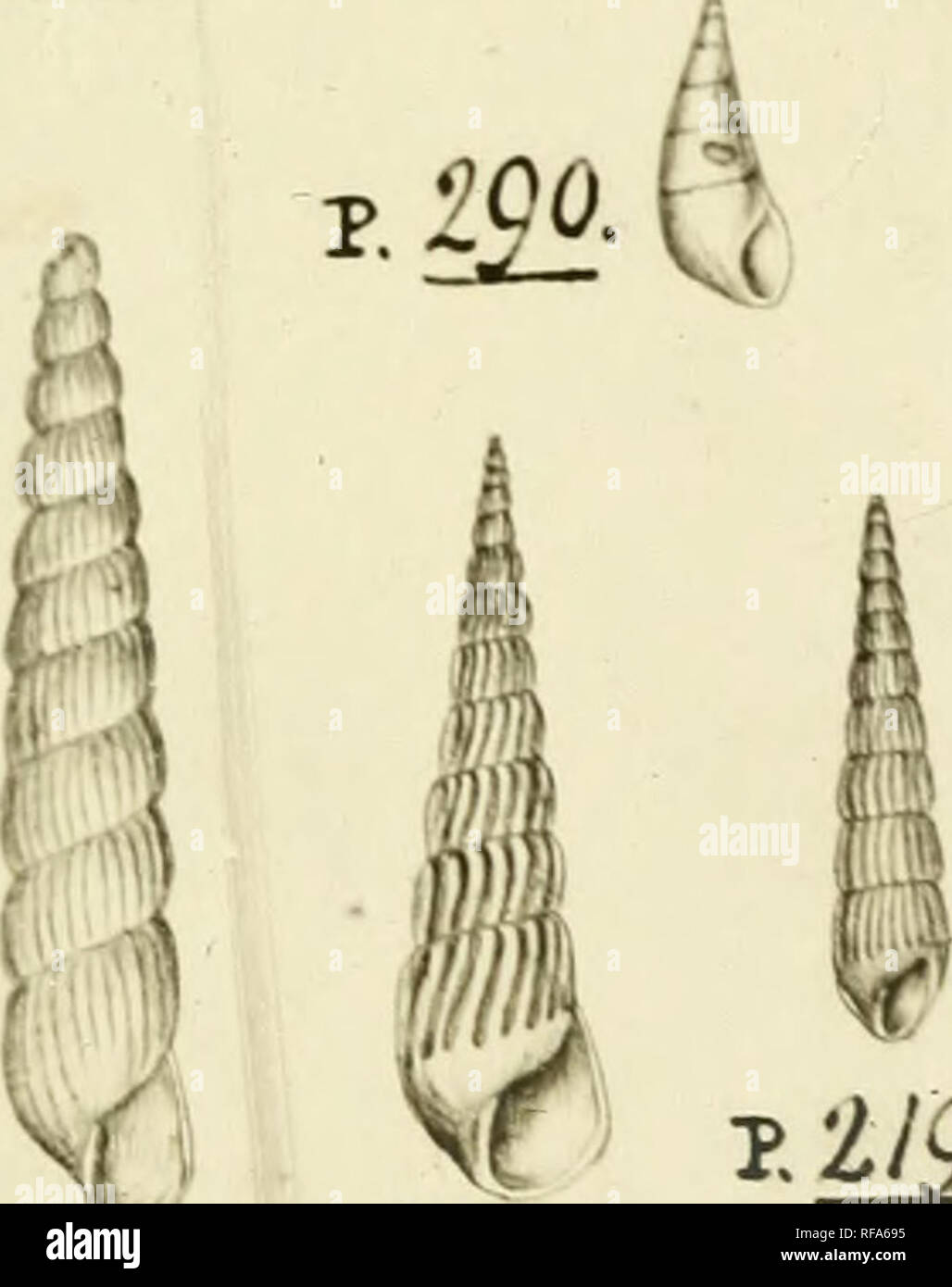 . [Philip Pearsall Carpenter's illustrations of mollusk specimens ...