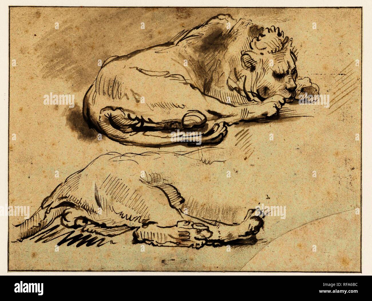 Rembrandt Animal Drawing
