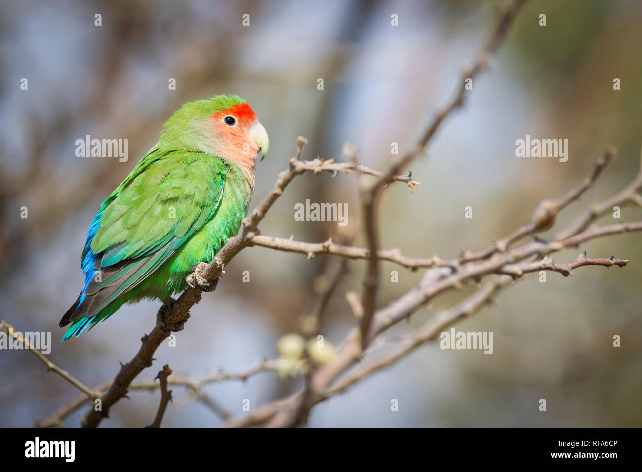 Quiver Tree Forest is a popular tourist attraction near Keetmanschoop ...