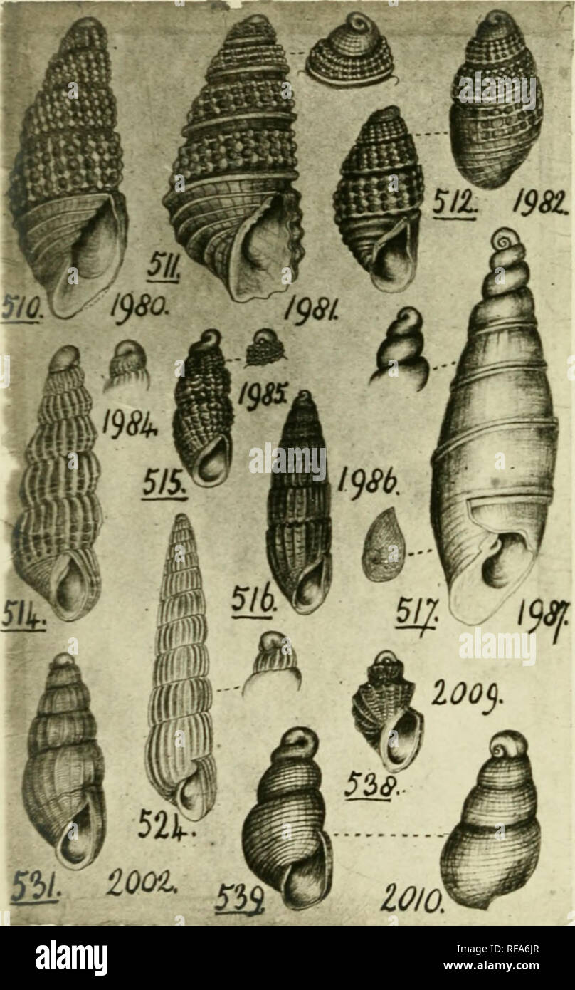 . [Philip Pearsall Carpenter's illustrations of mollusk specimens ...