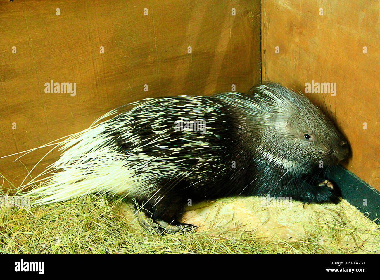 Zoo portrait hi-res stock photography and images - Alamy