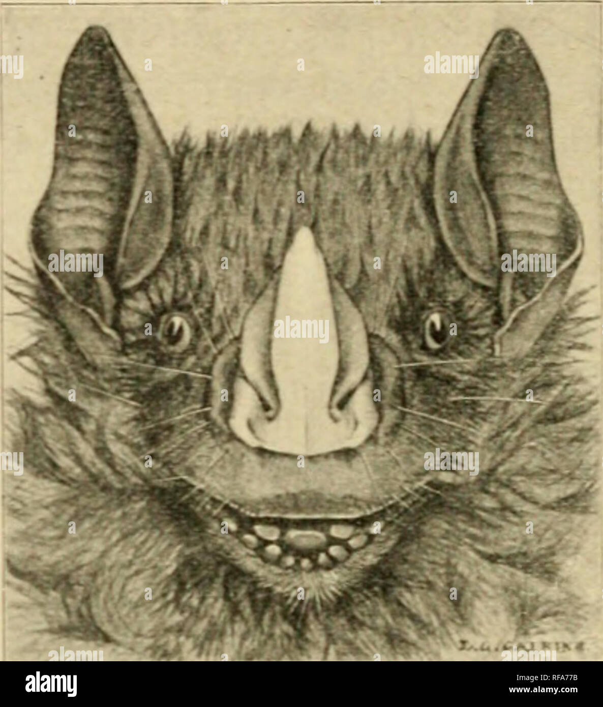 Artibeus Jamaicensis High Resolution Stock Photography and Images - Alamy