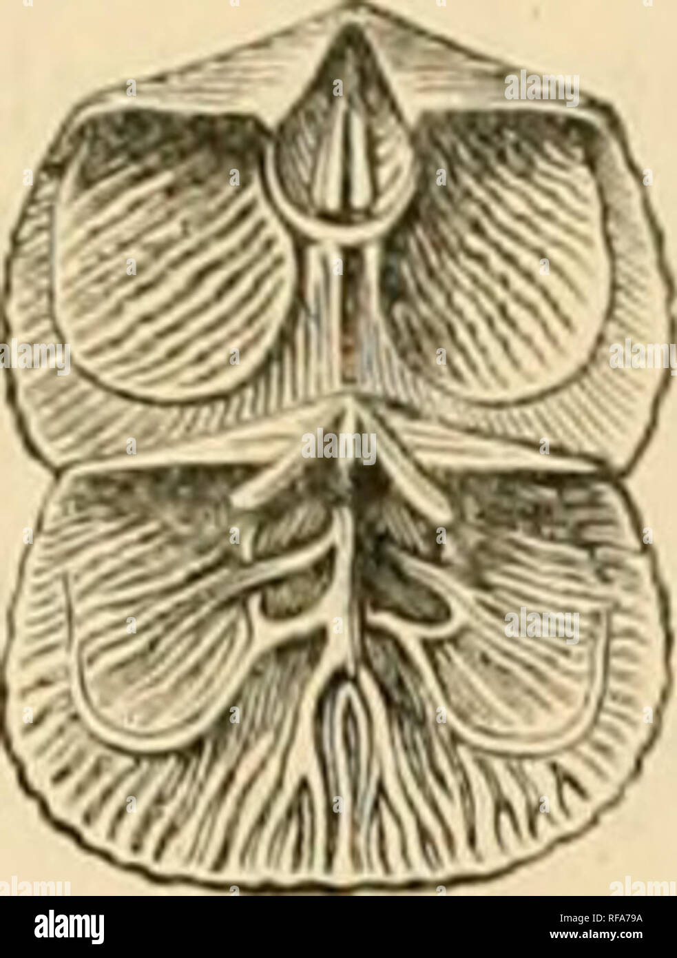 . A catalogue of the collection of Cambrian and Silurian fossils ...
