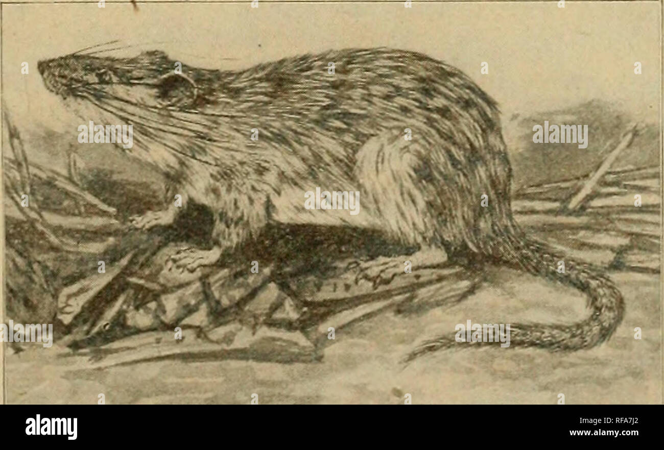 Bushy tailed wood rat hi-res stock photography and images - Alamy