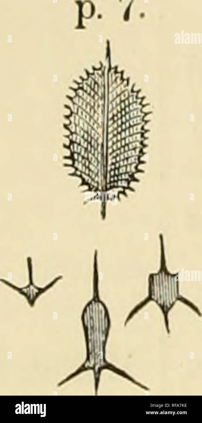. A catalogue of the collection of Cambrian and Silurian fossils ...