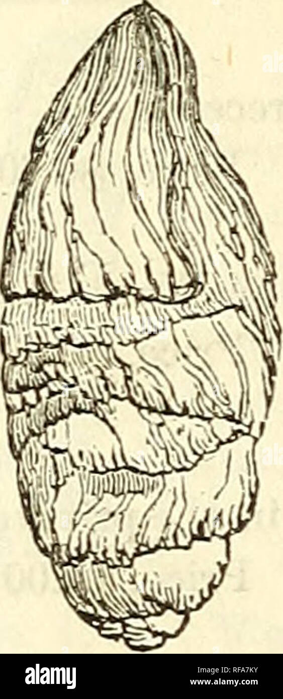 . Catalogue of casts of fossils, from the principal museums of Europe ...