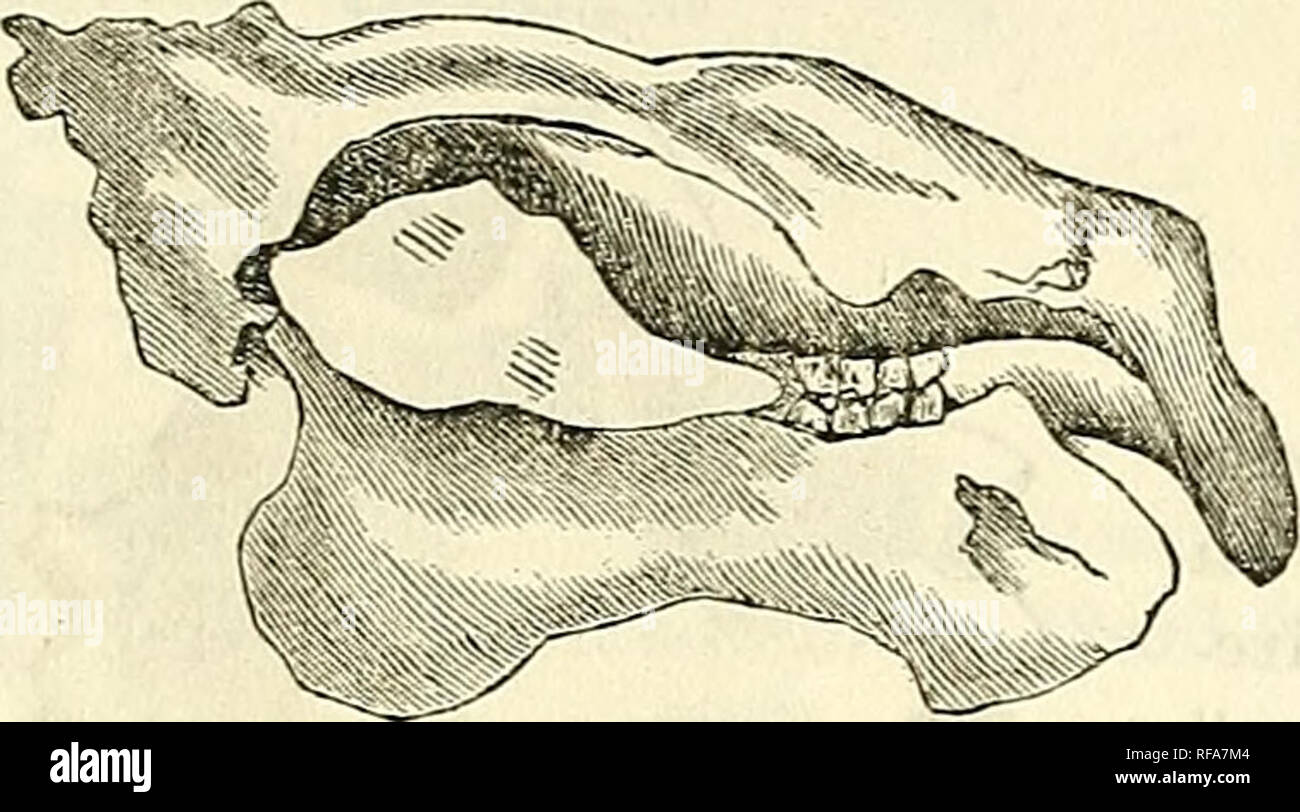 . Catalogue of casts of fossils, from the principal museums of Europe ...