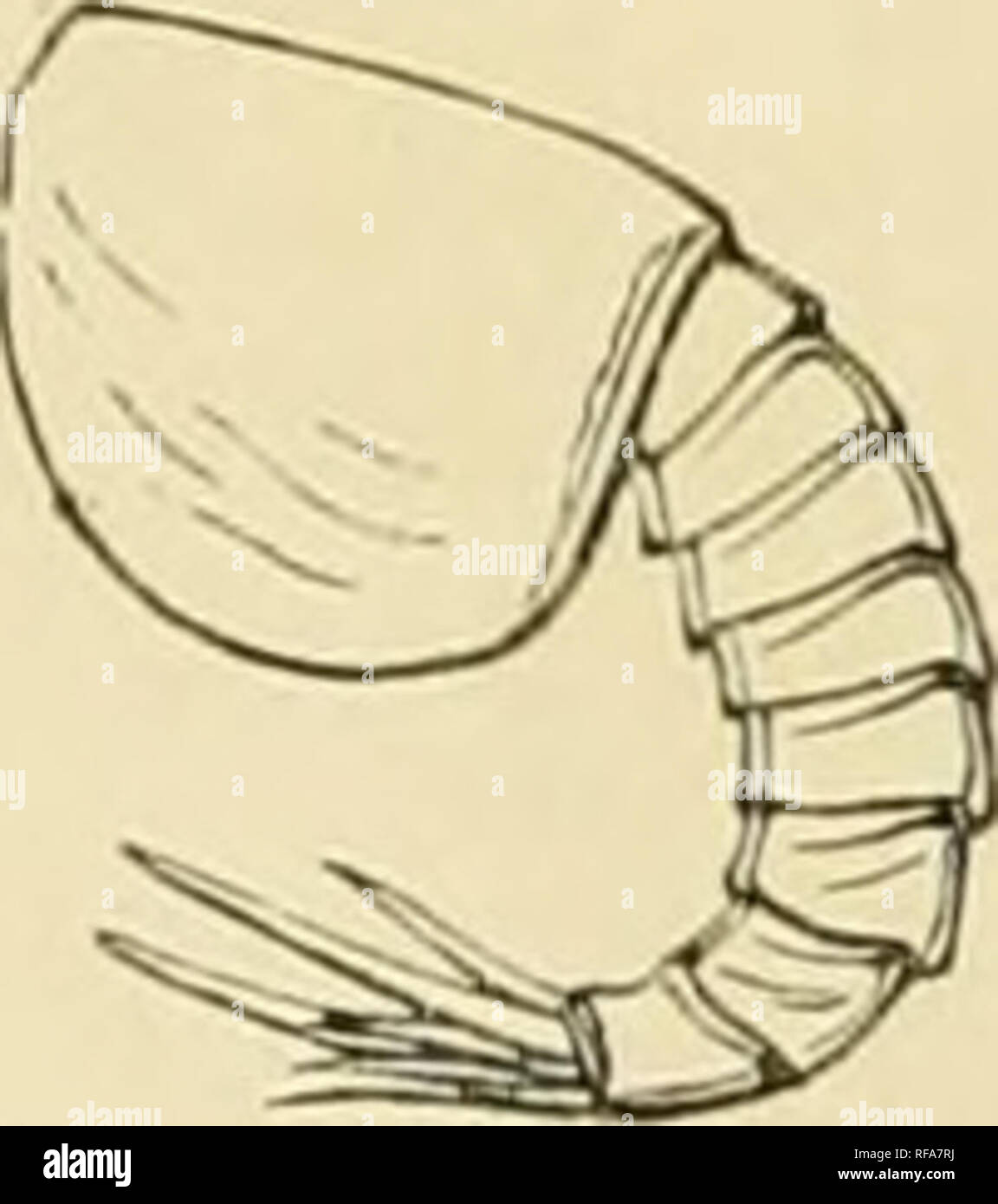 . A catalogue of the collection of Cambrian and Silurian fossils ...