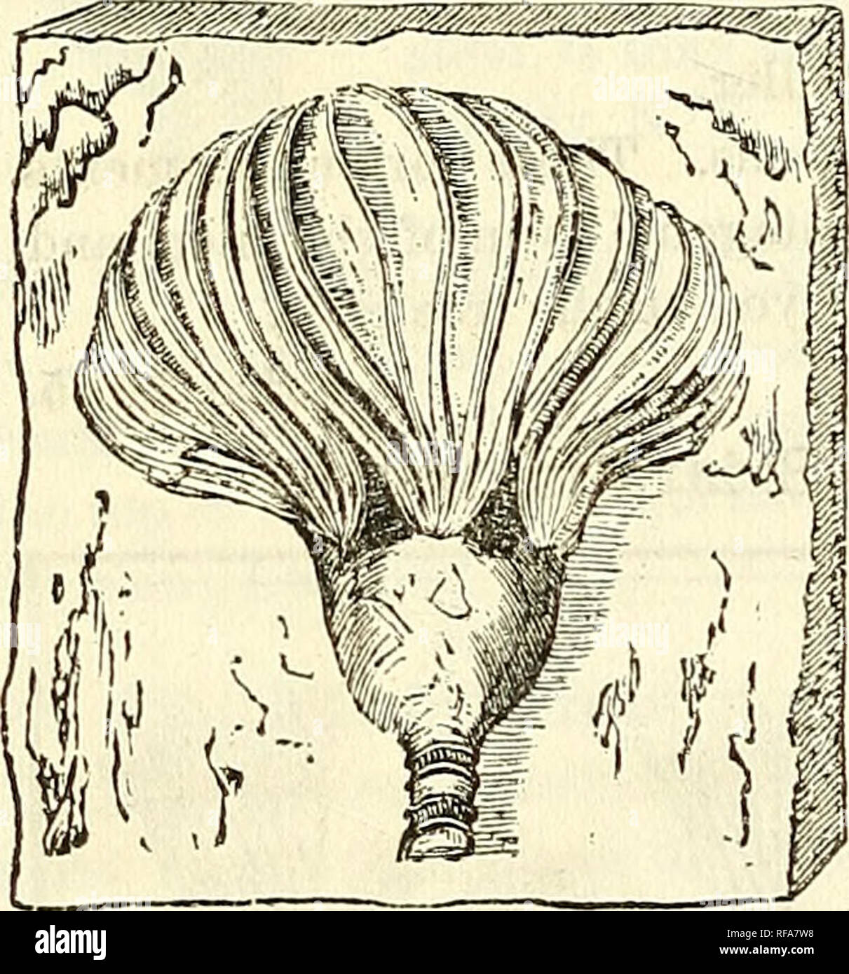 Pentremites hi-res stock photography and images - Alamy