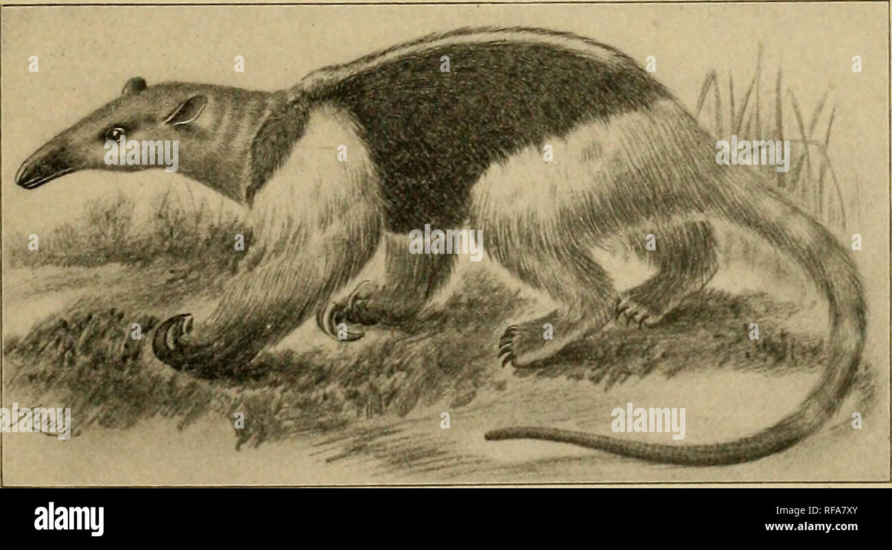 Cyclopes gray hi-res stock photography and images - Alamy