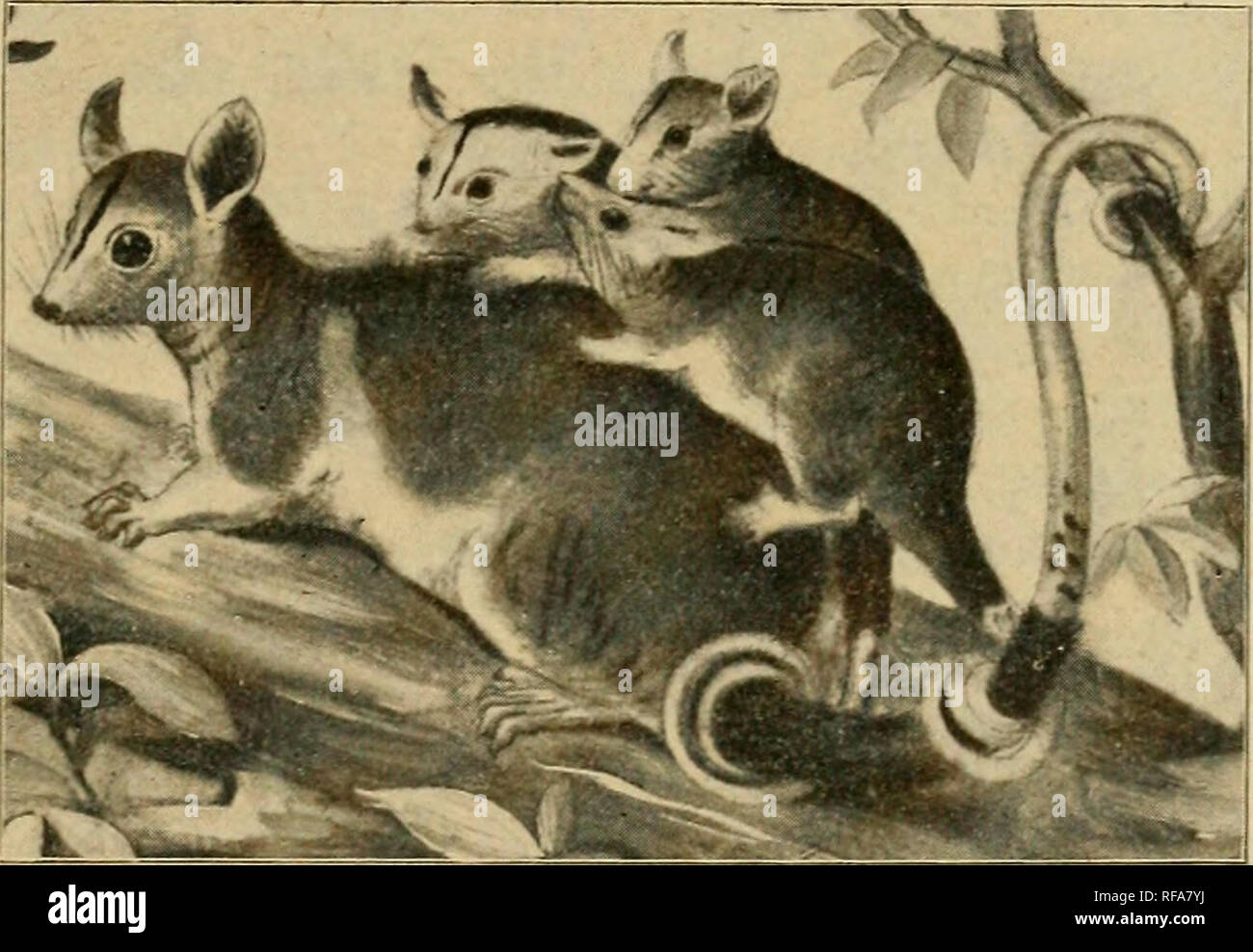 Caluromys genus hi-res stock photography and images - Alamy