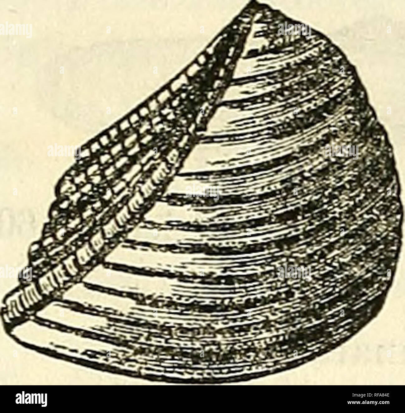 Trigonia costata hi-res stock photography and images - Alamy