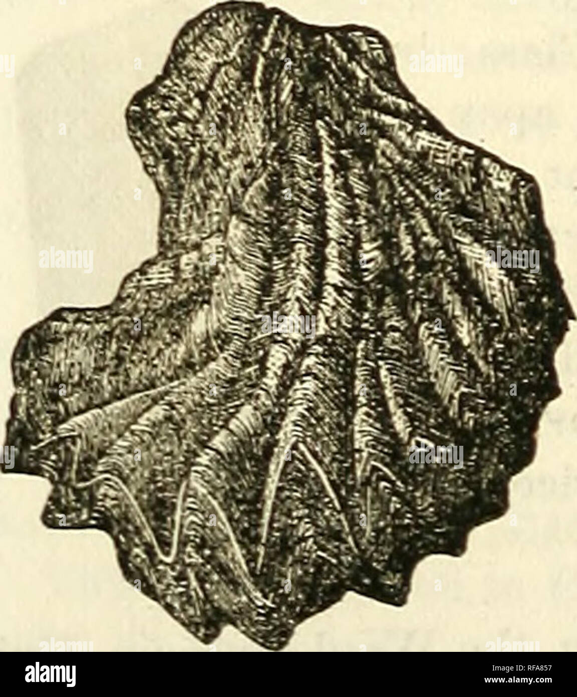 . Catalogue of casts of fossils, from the principal museums of Europe ...