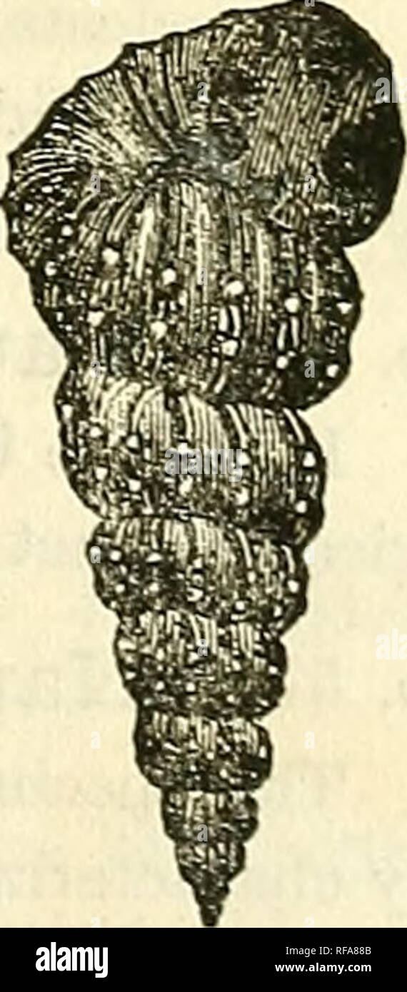 Turrilites costatus hi-res stock photography and images - Alamy