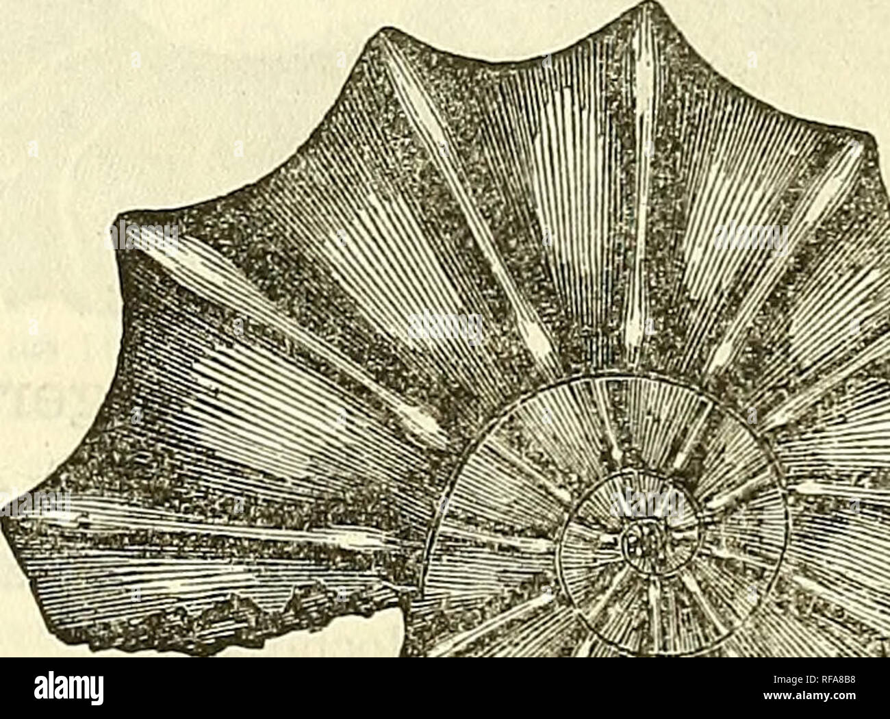 Ammonite species fossil fossils hi-res stock photography and images - Alamy