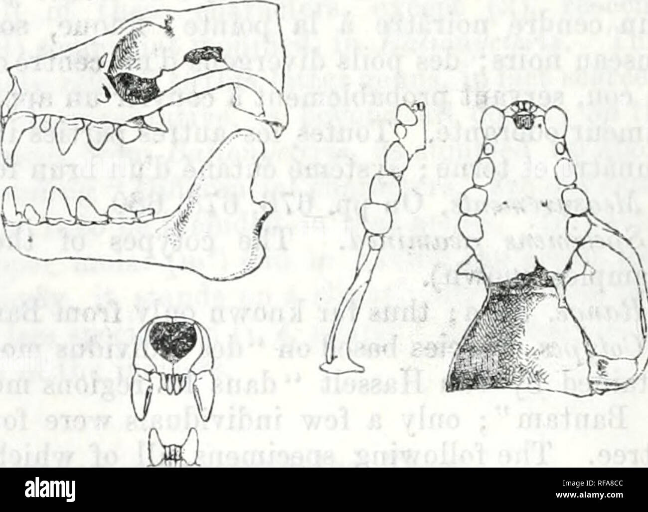 . Catalogue of the Chiroptera in the collection of the ... Museum ...