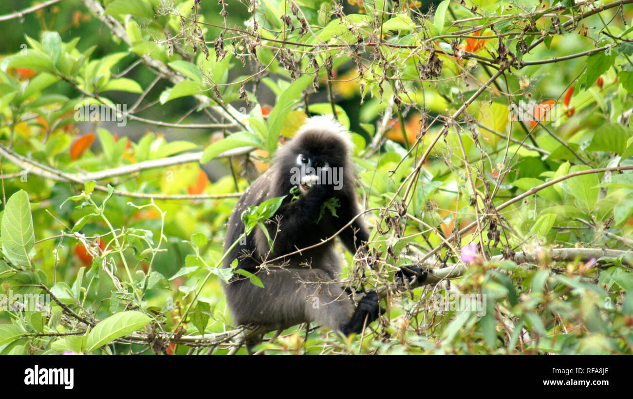 Head southeast asian dusky leaf hi-res stock photography and images - Alamy