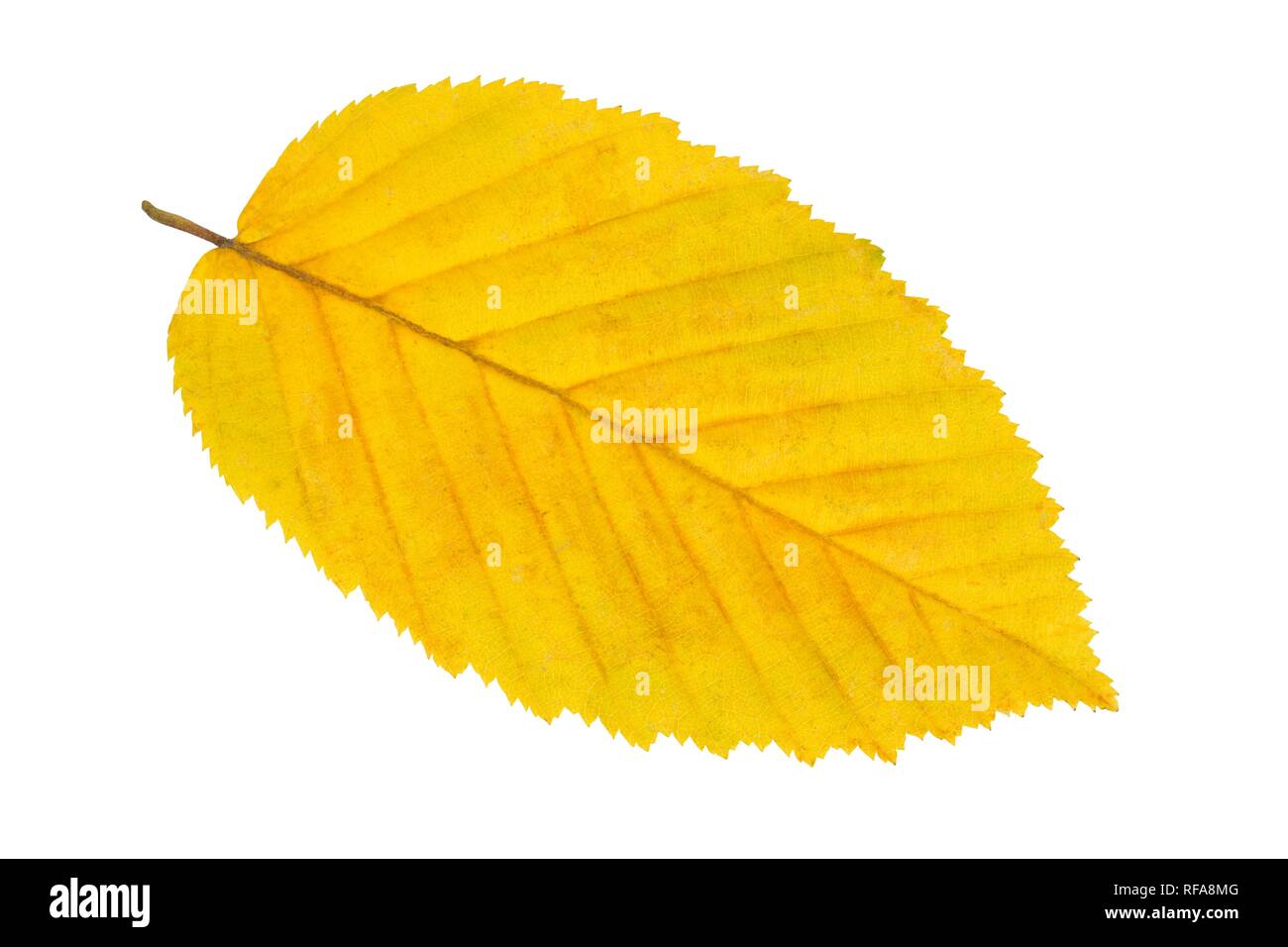 Autumn leaf isolated on white background Stock Photo - Alamy