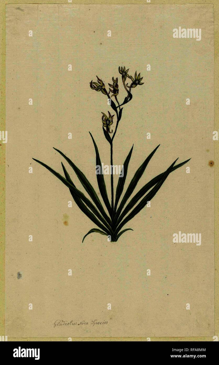 Goldblatt hi-res stock photography and images - Alamy