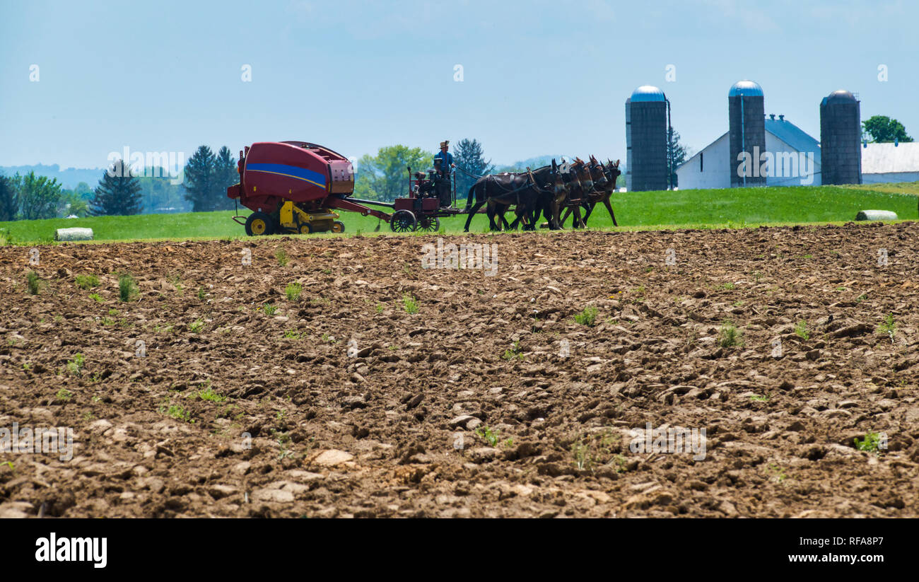 Amish family harvesting corn crop hi-res stock photography and images ...