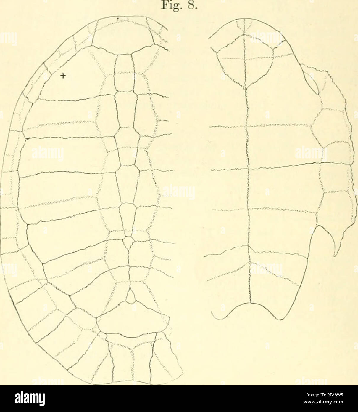 . Catalogue of the chelonians, rhynchocephalians, and crocodiles in the ...