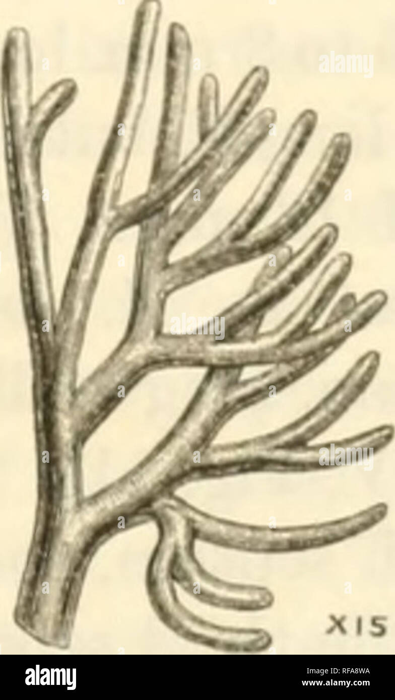 . Catalogue of the Chaetopoda in the British Museum (Natural History ...