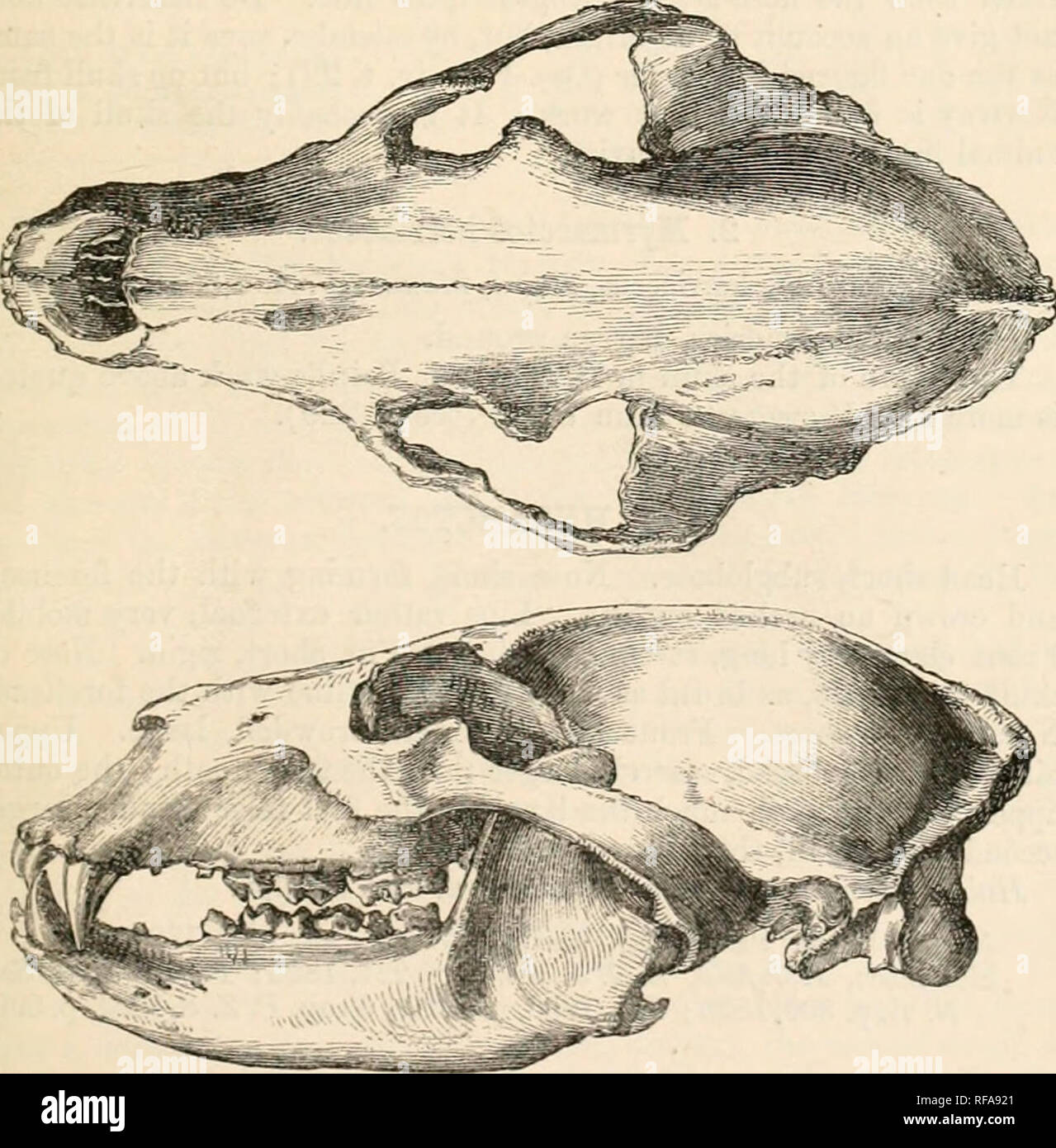 . Catalogue of carnivorous, pachydermatous and edentate Mammalia ... in ...