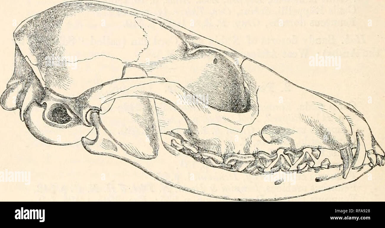 . Catalogue of carnivorous, pachydermatous and edentate Mammalia ... in ...