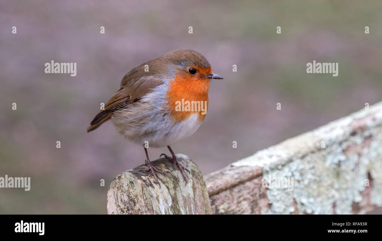 Robin perched on a bench Stock Photo - Alamy