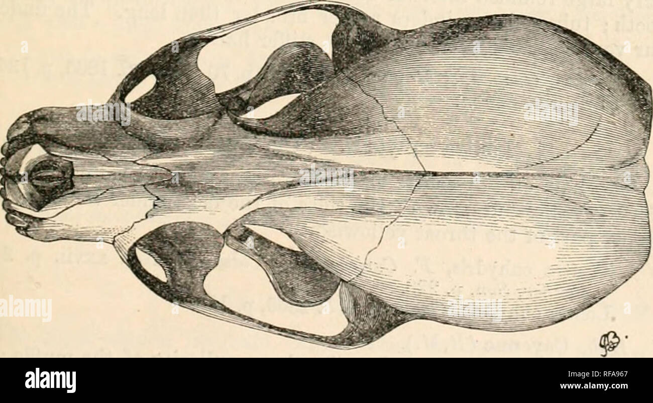 . Catalogue of carnivorous, pachydermatous and edentate Mammalia ... in ...