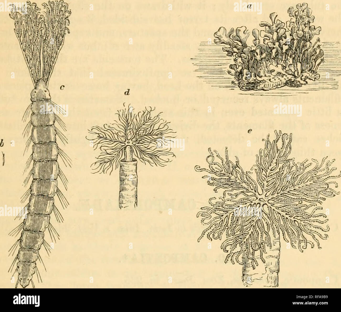 . A catalogue of the British non-parasitical worms in the collection of ...