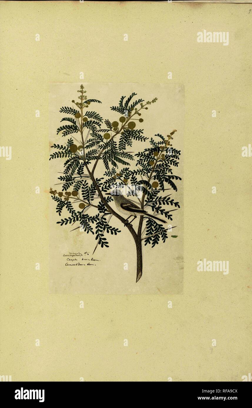 Acacia karoo hi-res stock photography and images - Alamy