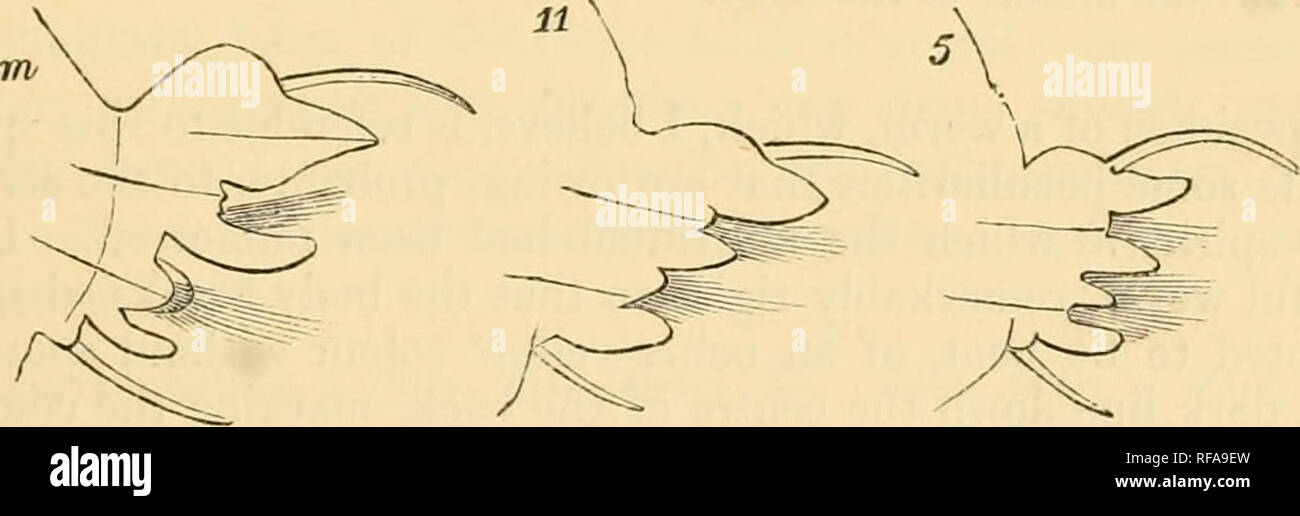 Univalve shells hi-res stock photography and images - Alamy