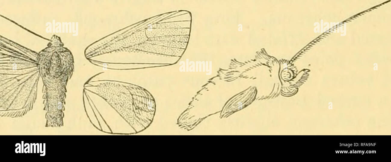 . Catalogue of the Lepidoptera PhalÃ¦nÃ¦ in the British museum. Moths ...