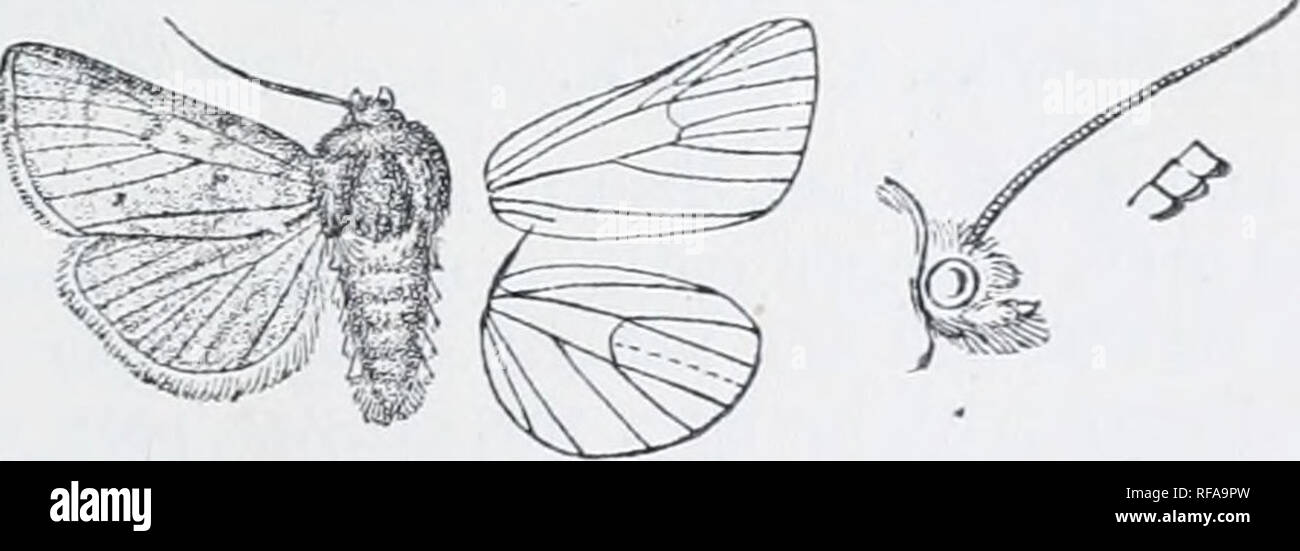 Fig cxxvii hi-res stock photography and images - Alamy