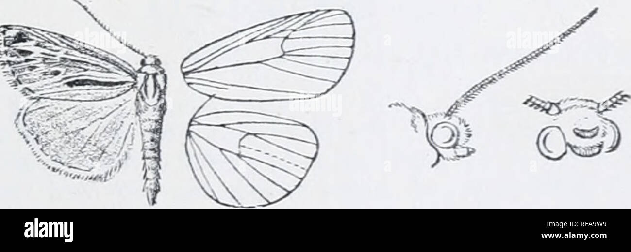 . Catalogue of Lepidoptera Phalaenae in the British Museum. Moths ...