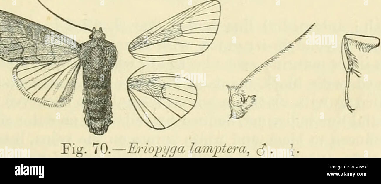 . Catalogue of Lepidoptera Phalaenae in the British Museum. Supplement ...