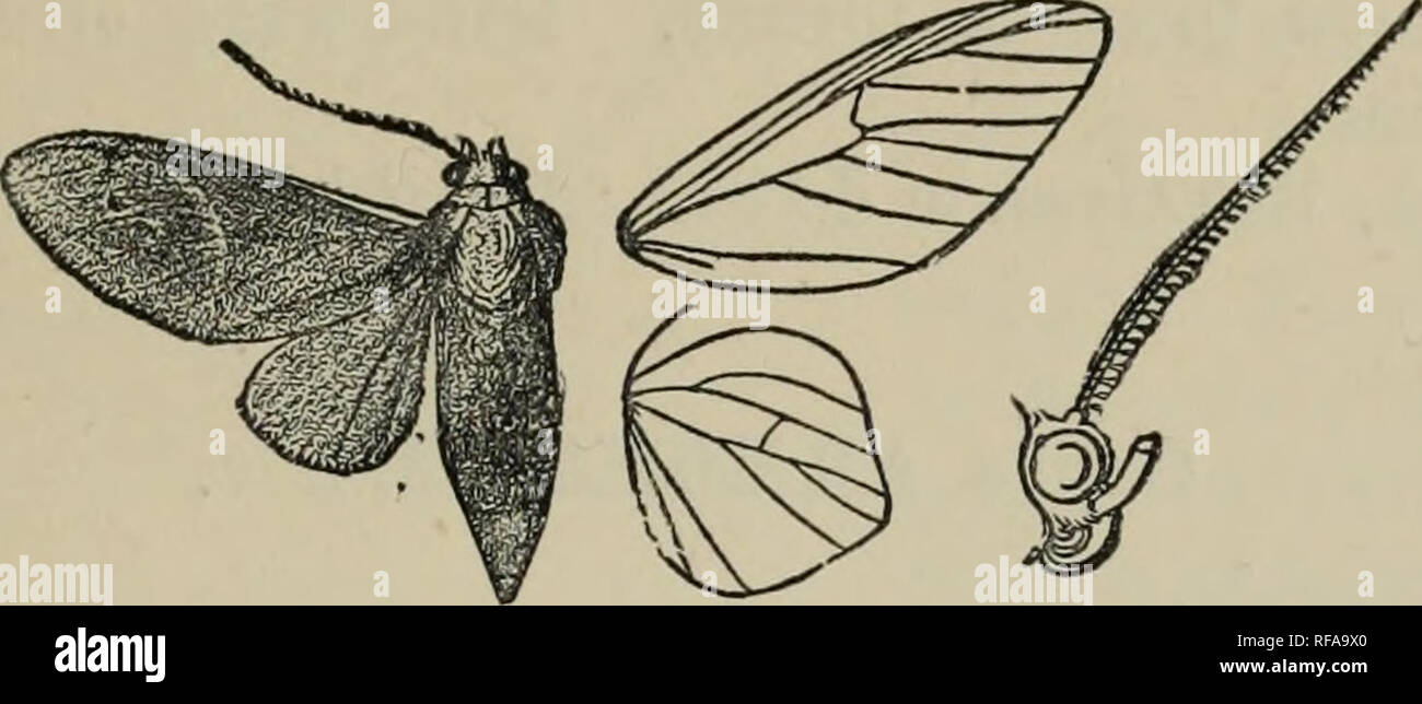 . Catalogue of the Lepidoptera PhalÃ¦nÃ¦ in the British Museum. British ...