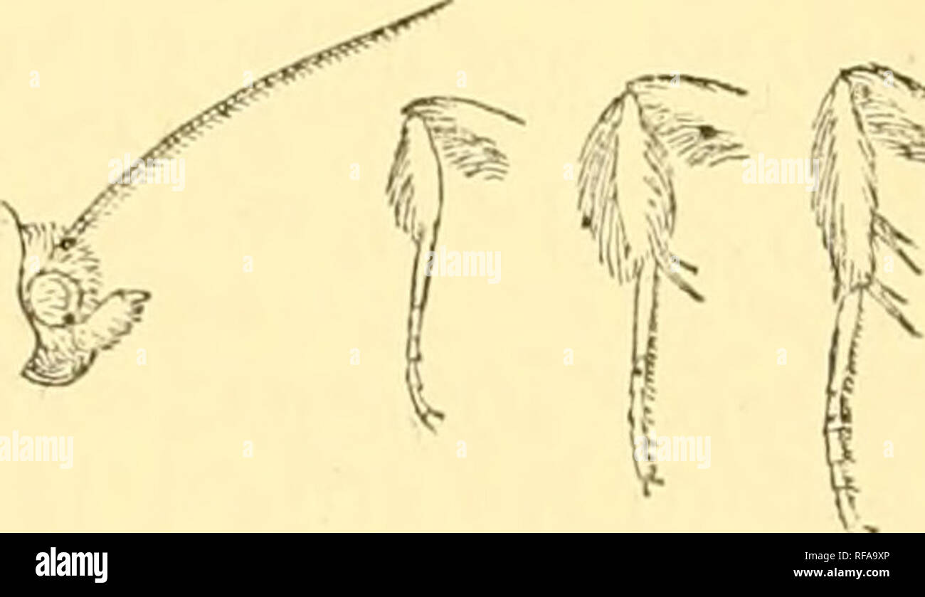 . Catalogue of the Lepidoptera PhalÃ¦nÃ¦ in the British museum. Moths ...