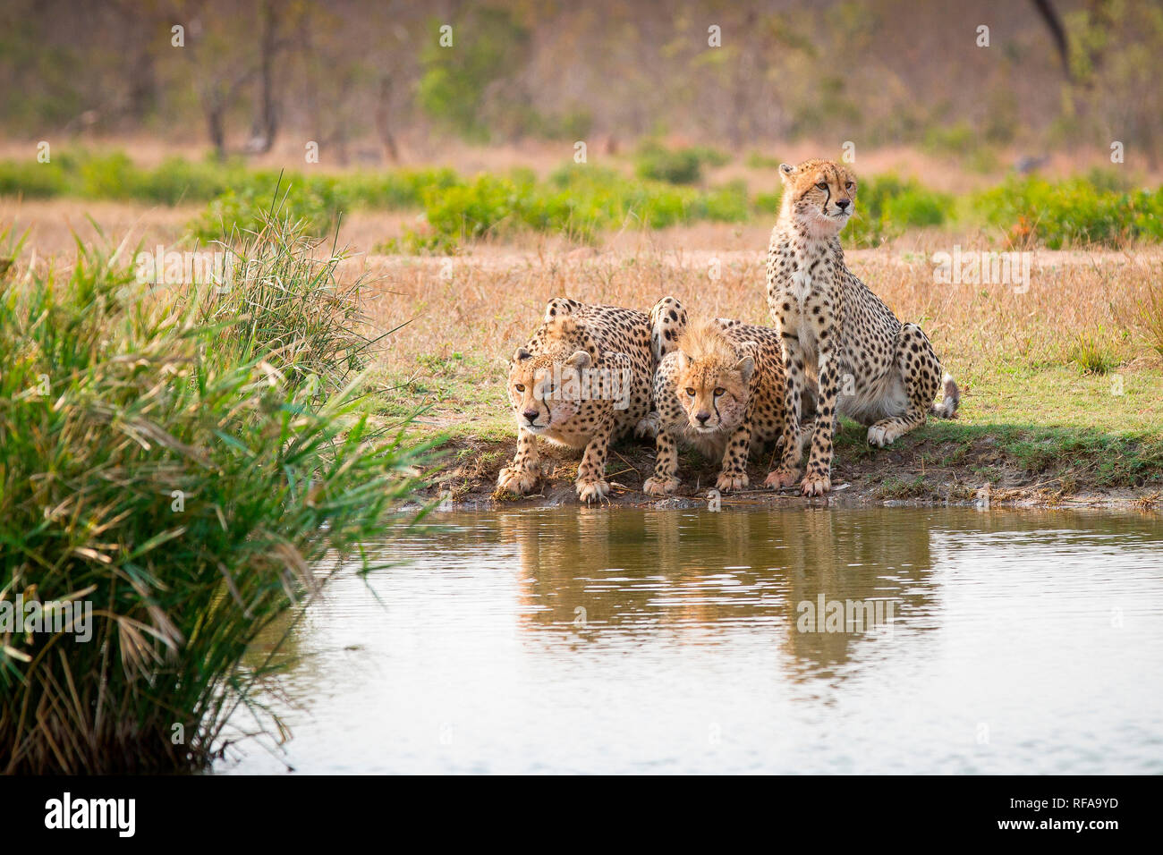 Cheetah Crouching High Resolution Stock Photography and Images - Alamy