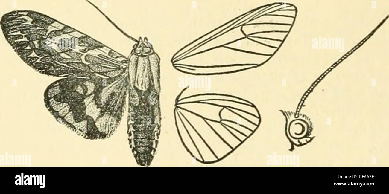 Conjoined moths hi-res stock photography and images - Alamy