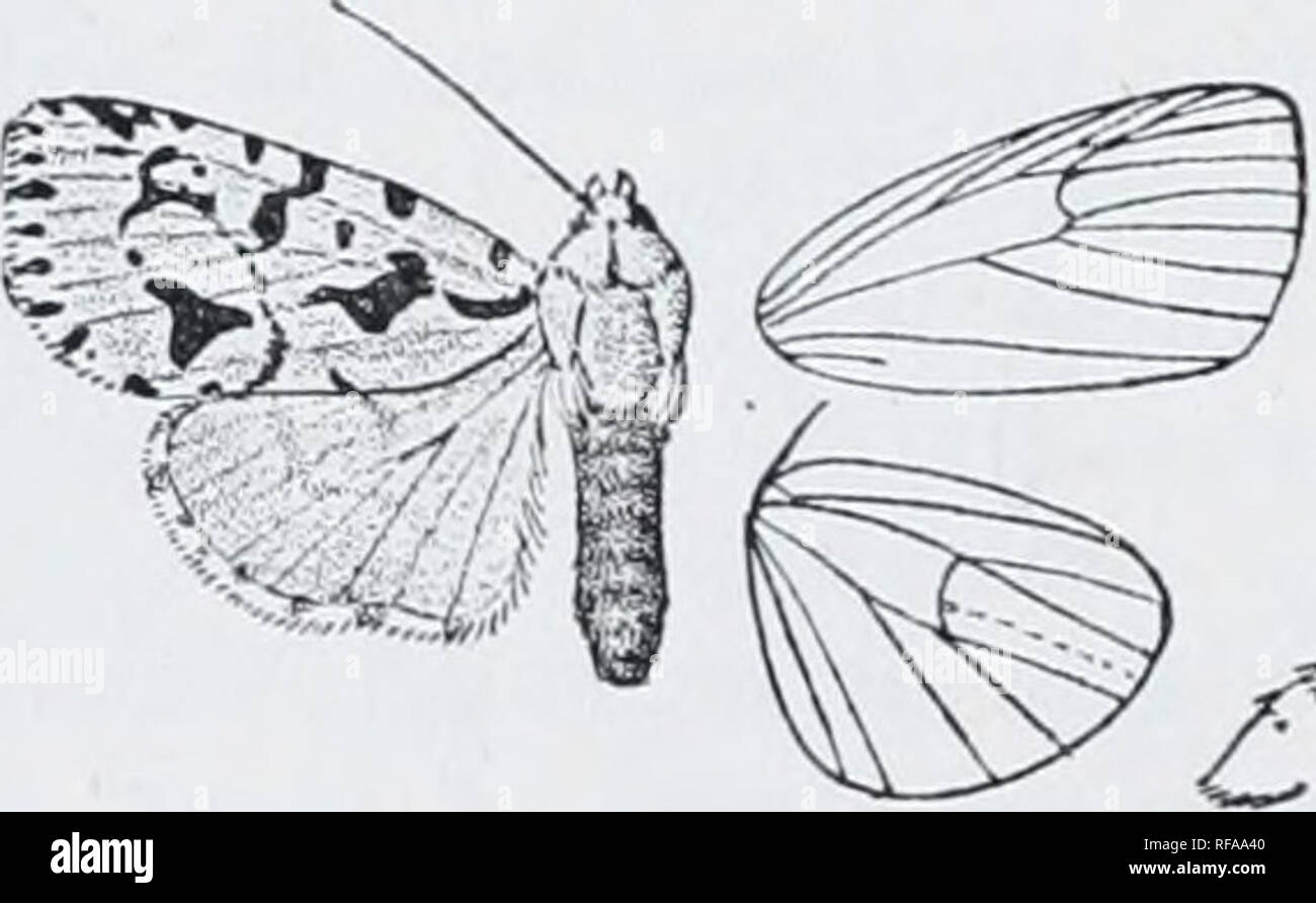 . Catalogue of Lepidoptera Phalaenae in the British Museum. Moths. 38 ...