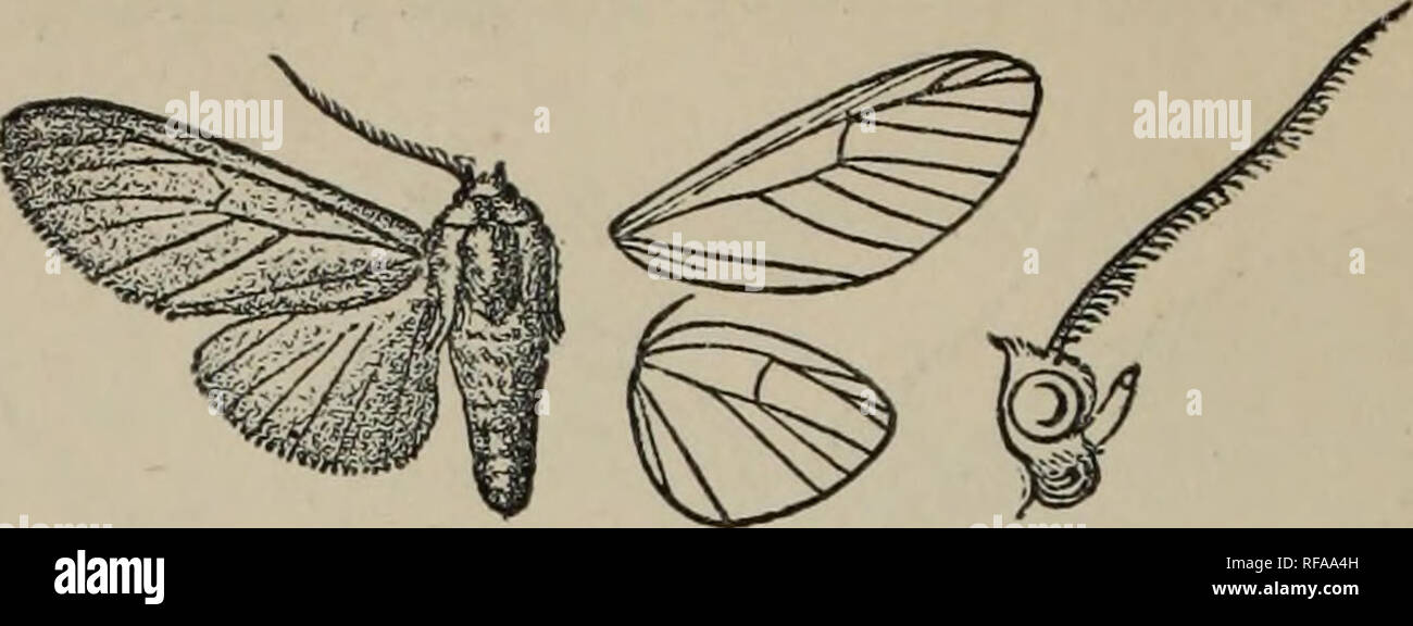 . Catalogue of the Lepidoptera Phalænæ in the British Museum. British ...