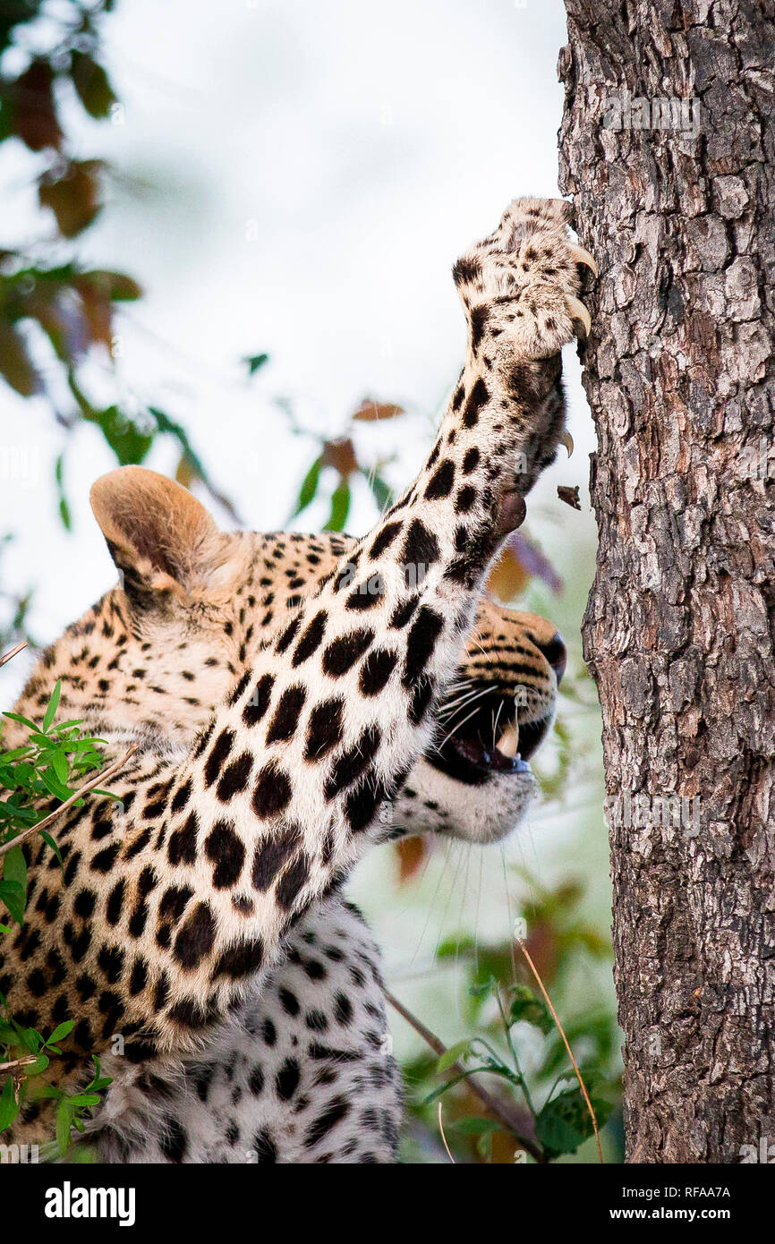 A leopard's head and front leg, Panthera pardus, claws out and into ...