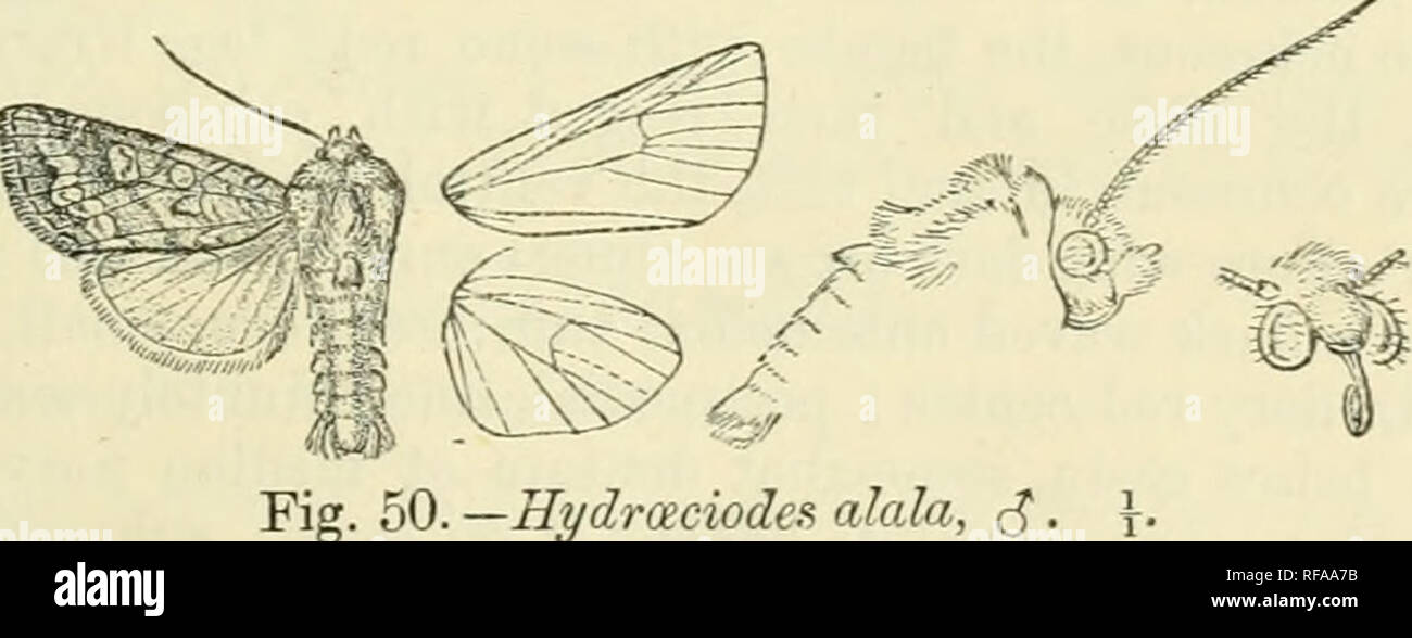 . Catalogue of Lepidoptera Phalaenae in the British Museum. Supplement ...