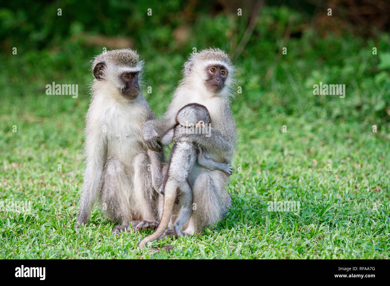 Vervet monkeys, Chlorocebus pygerythrus, sit upright in green short ...