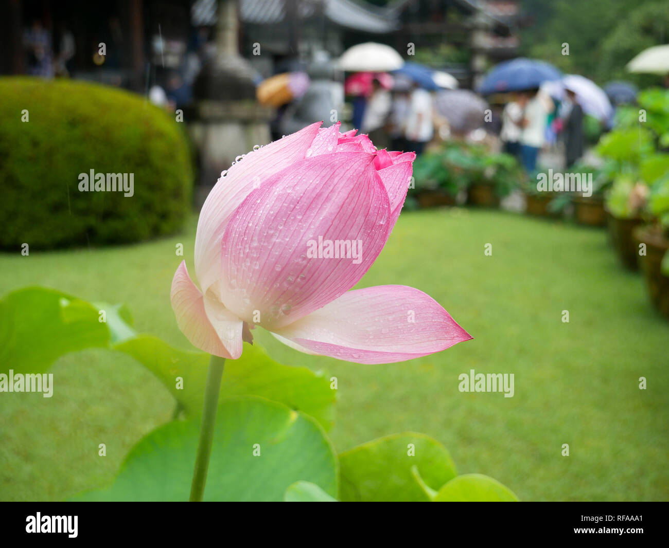 Pink lotus flower starting to bloom Stock Photo - Alamy