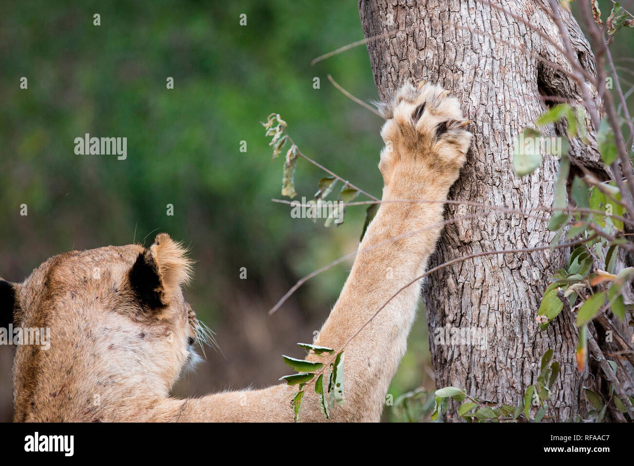 The back of a head of a lioness, Panthera leo, ears back, front paw ...